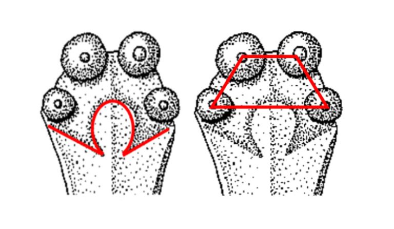 Blade Typology and Terminology – The Sögel Project – Origin ...